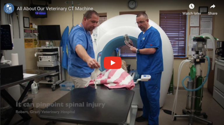 All About Our Veterinary CT Machine | Grady Veterinary Hospital | Grady ...