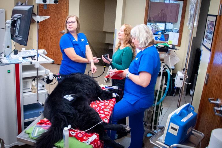 Animal Internal Medicine at Grady Vet | Grady Veterinary Hospital