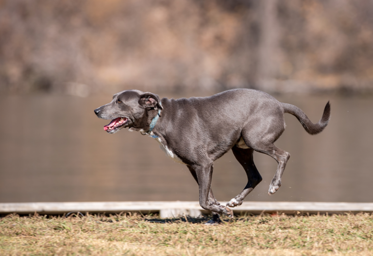 Check the Chip: Is Your Pet’s Microchip Up-to-Date? | Grady Veterinary ...