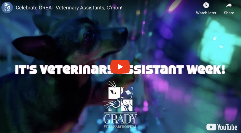 Celebrate GREAT Veterinary Assistants, C'mon! | Grady Veterinary ...
