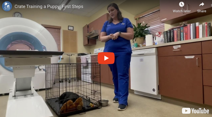 Crate Training a Puppy: First Steps | Grady Veterinary Hospital | Grady ...