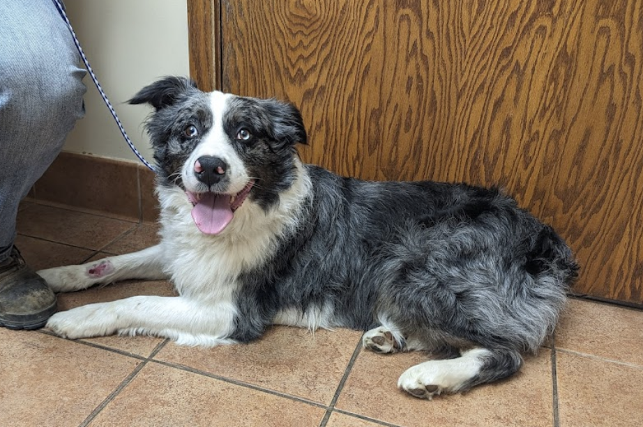 Grady Veterinary Hospital Reviews | Grady Veterinary Hospital | Grady ...
