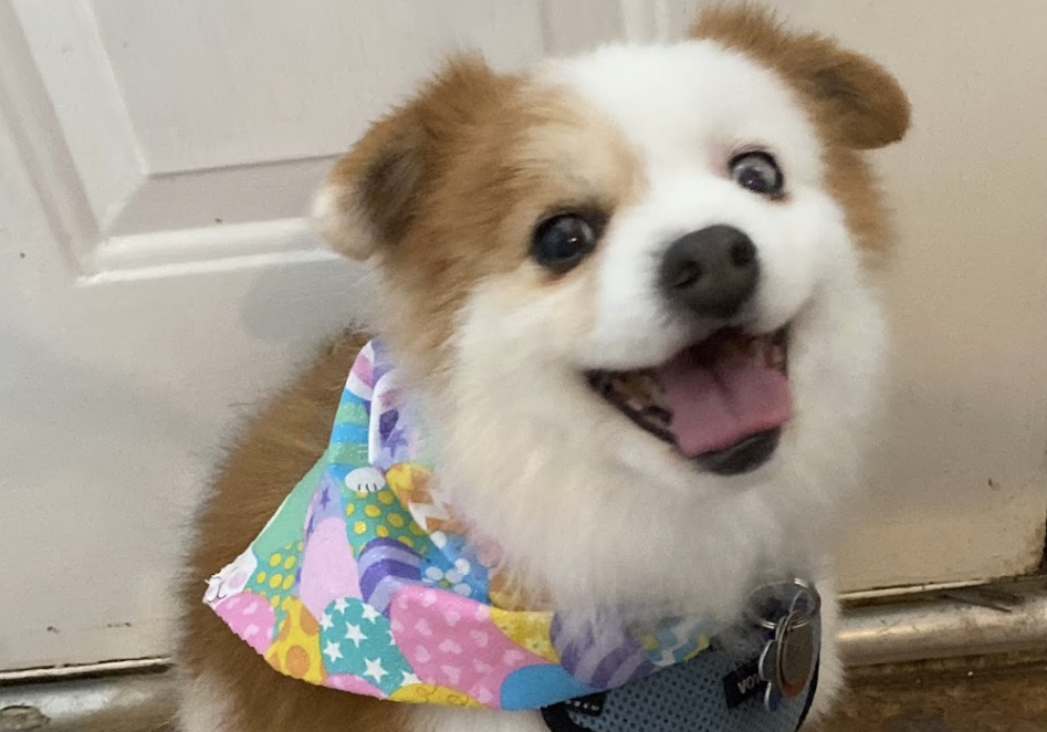 Grady Veterinary Hospital Reviews | Grady Veterinary Hospital | Grady ...